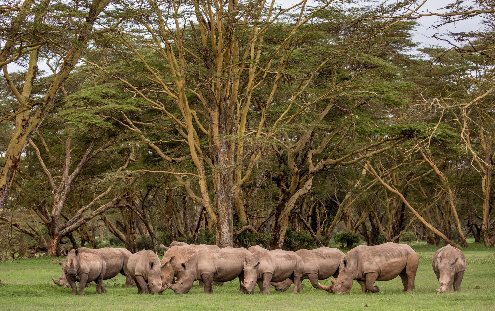 Best Africa Vacations - Luxury Safari Tours & Travel Packages