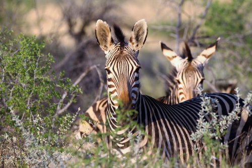Enchanting Namibian Safari Tour - Travel Experience