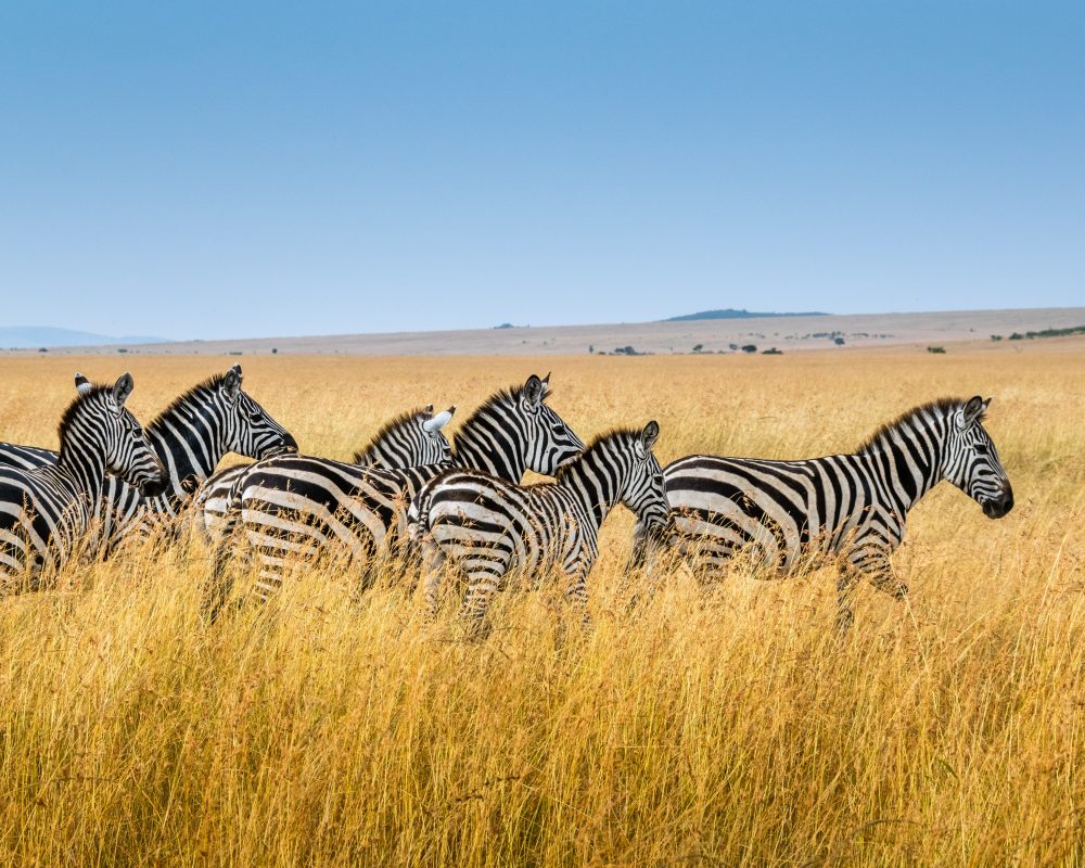 Zebra Migration Safari - Travel Experience