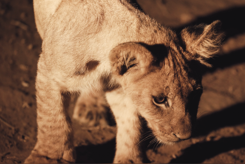 The Circle of Life: Lion King Safari in East Africa - Travel Experience
